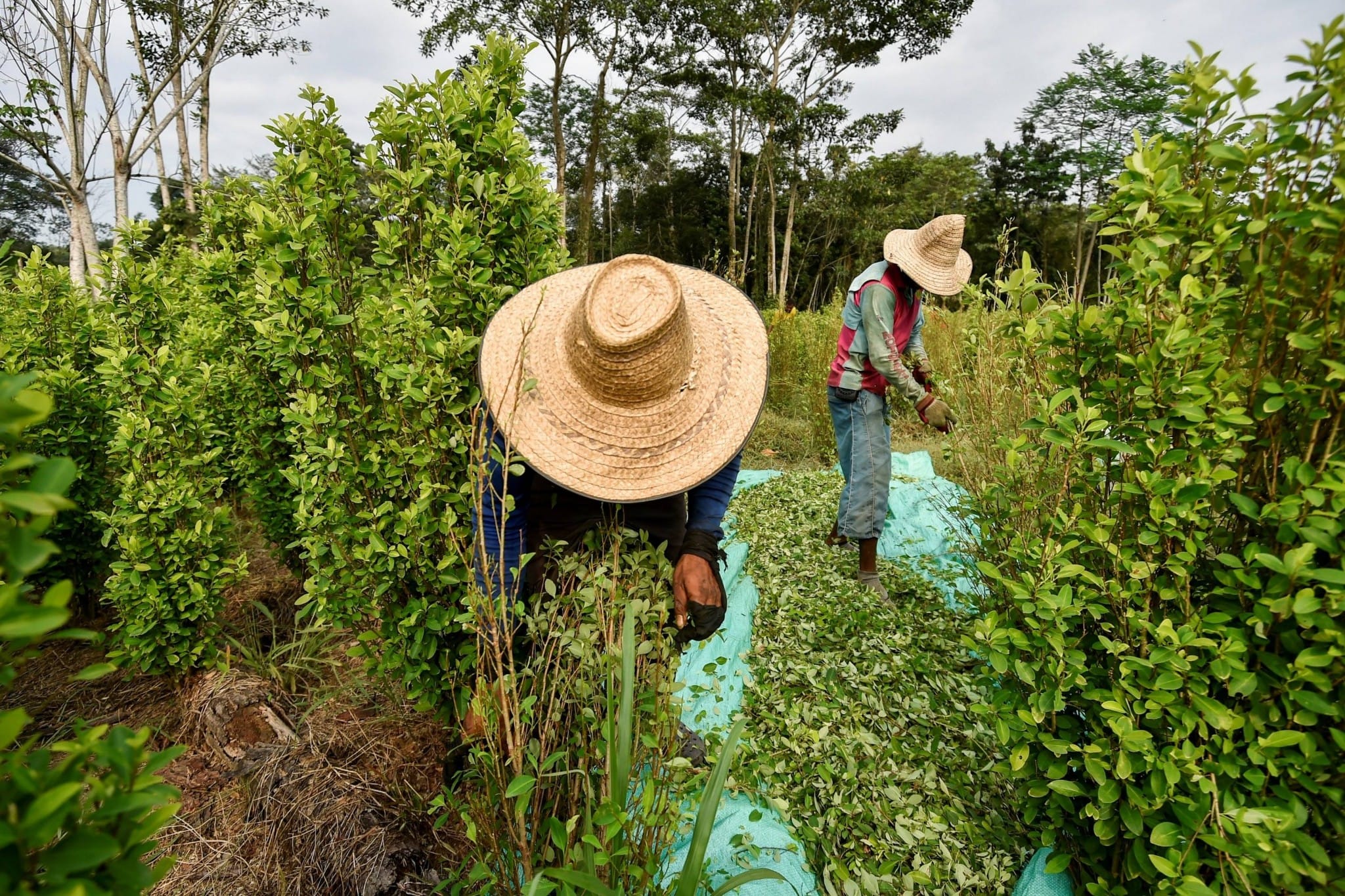 Onu Advirtió Que La Producción De Cocaína Llegó A Niveles Récord En